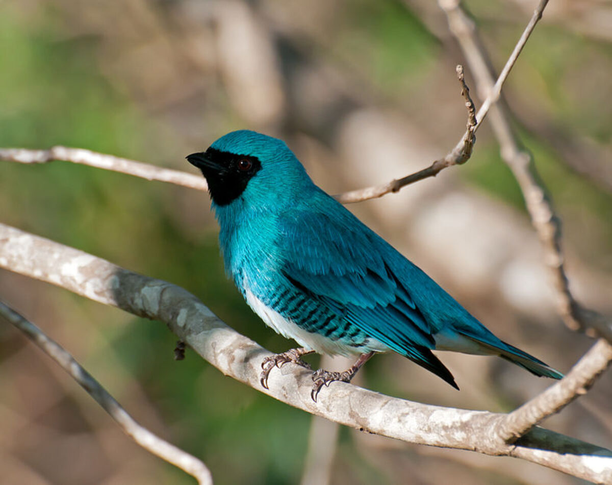 Hermosas Aves Del Mundo Con Nombres 6 De Las Aves Más Bellas Del